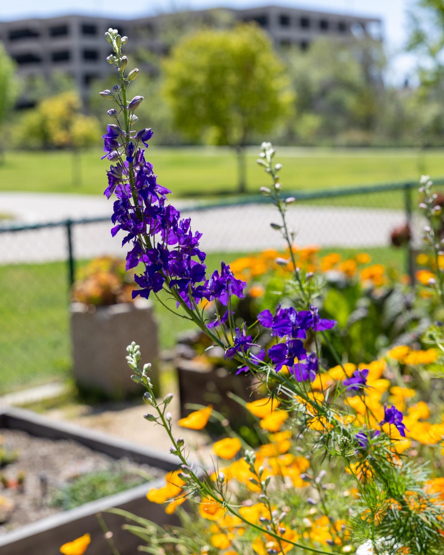 Fall: Learning Encounters Website